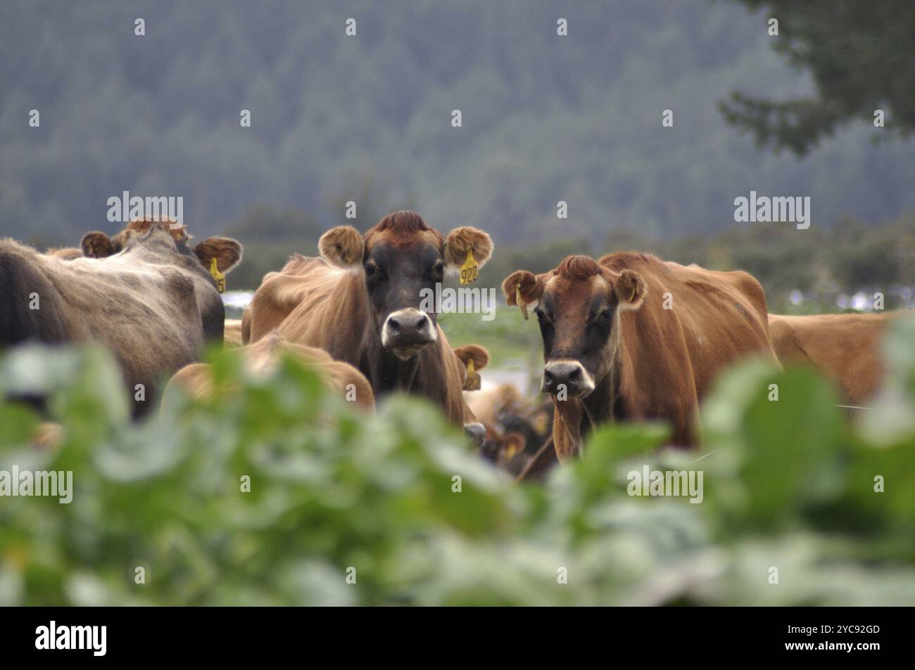 Jersey cows on turnip crop for winter feed, West Coast, New Zealand ...