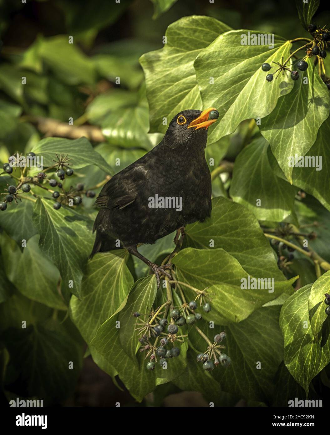 Ivy seeds hi-res stock photography and images - Alamy