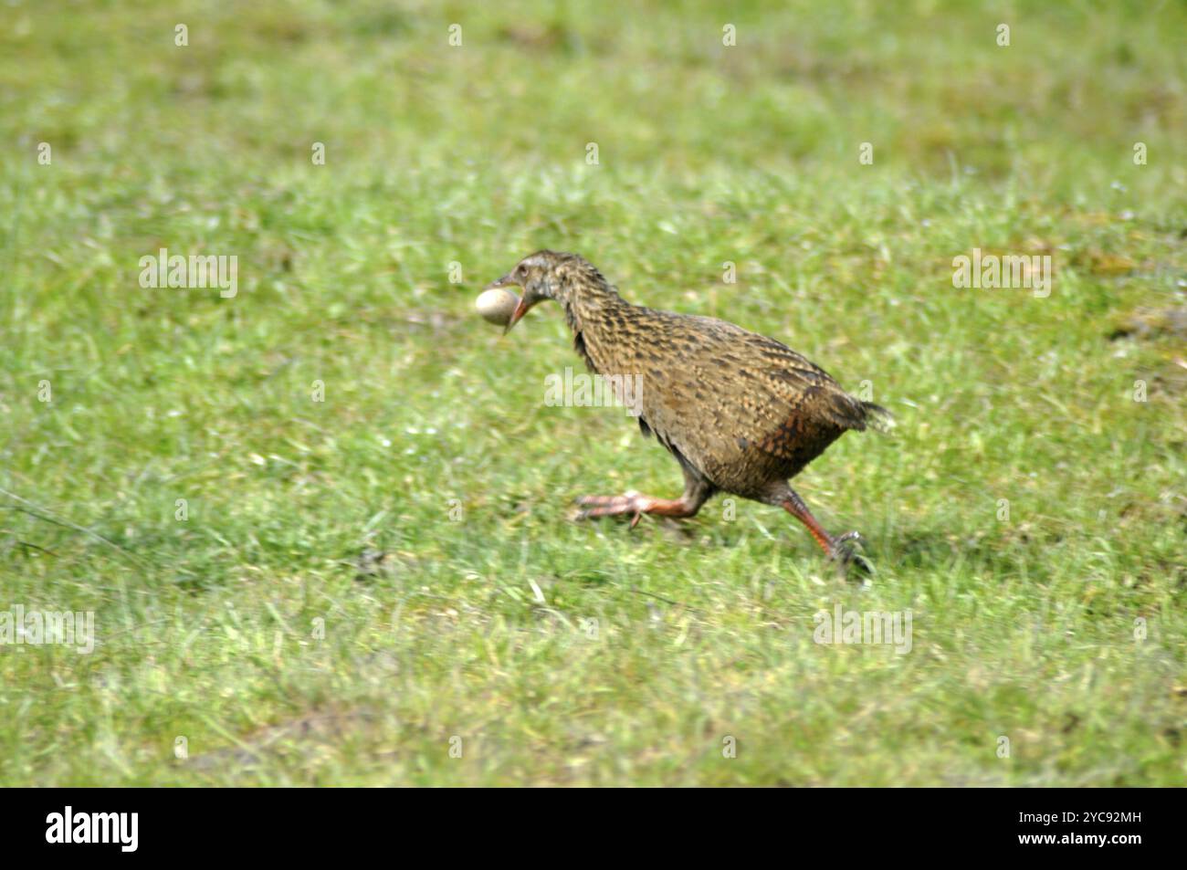 Pukeko nest hi-res stock photography and images - Alamy