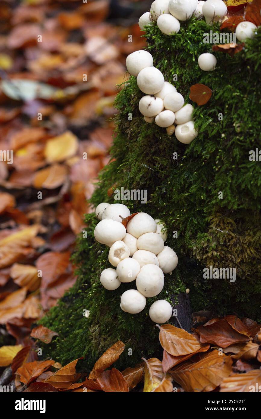 Pear russula (Apioperdon pyriforme), many fruiting bodies on tree stump ...