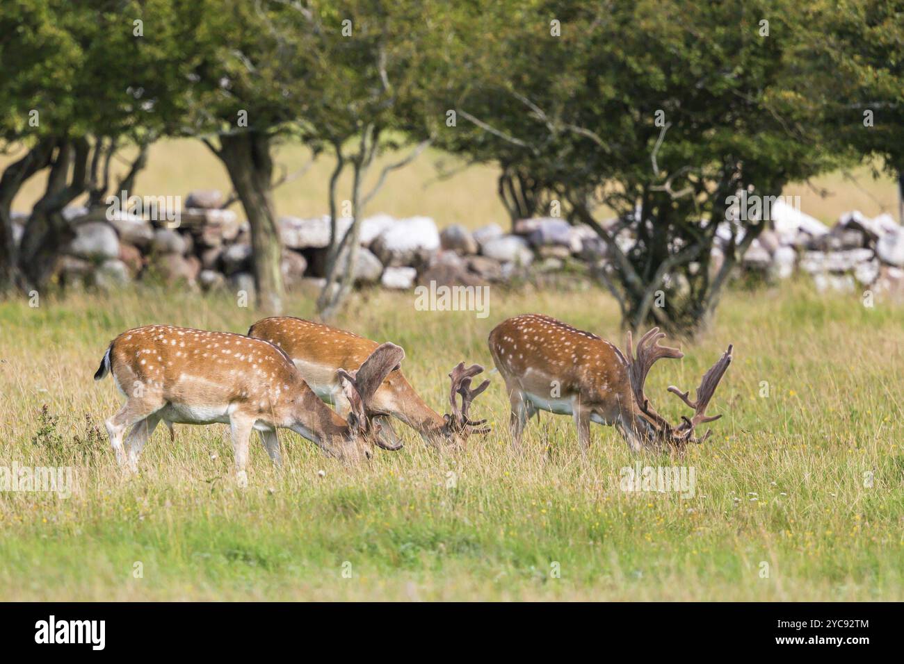 Fallow deer grazing in the pasture Stock Photo - Alamy