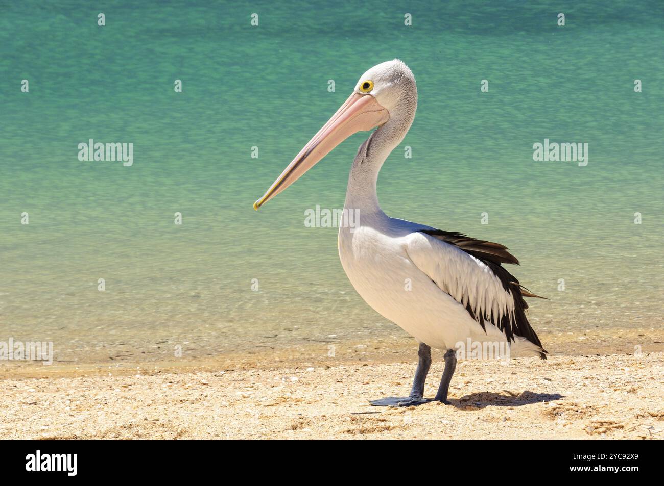 Australian pelican on the beach, Monkey Mia, WA, Australia, Oceania ...