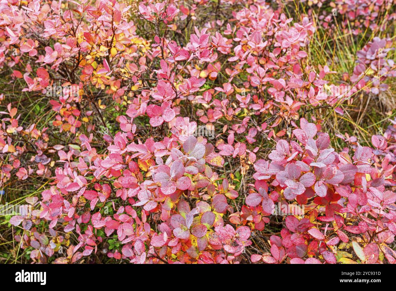 Blueberry bushes red autumn hi-res stock photography and images - Alamy