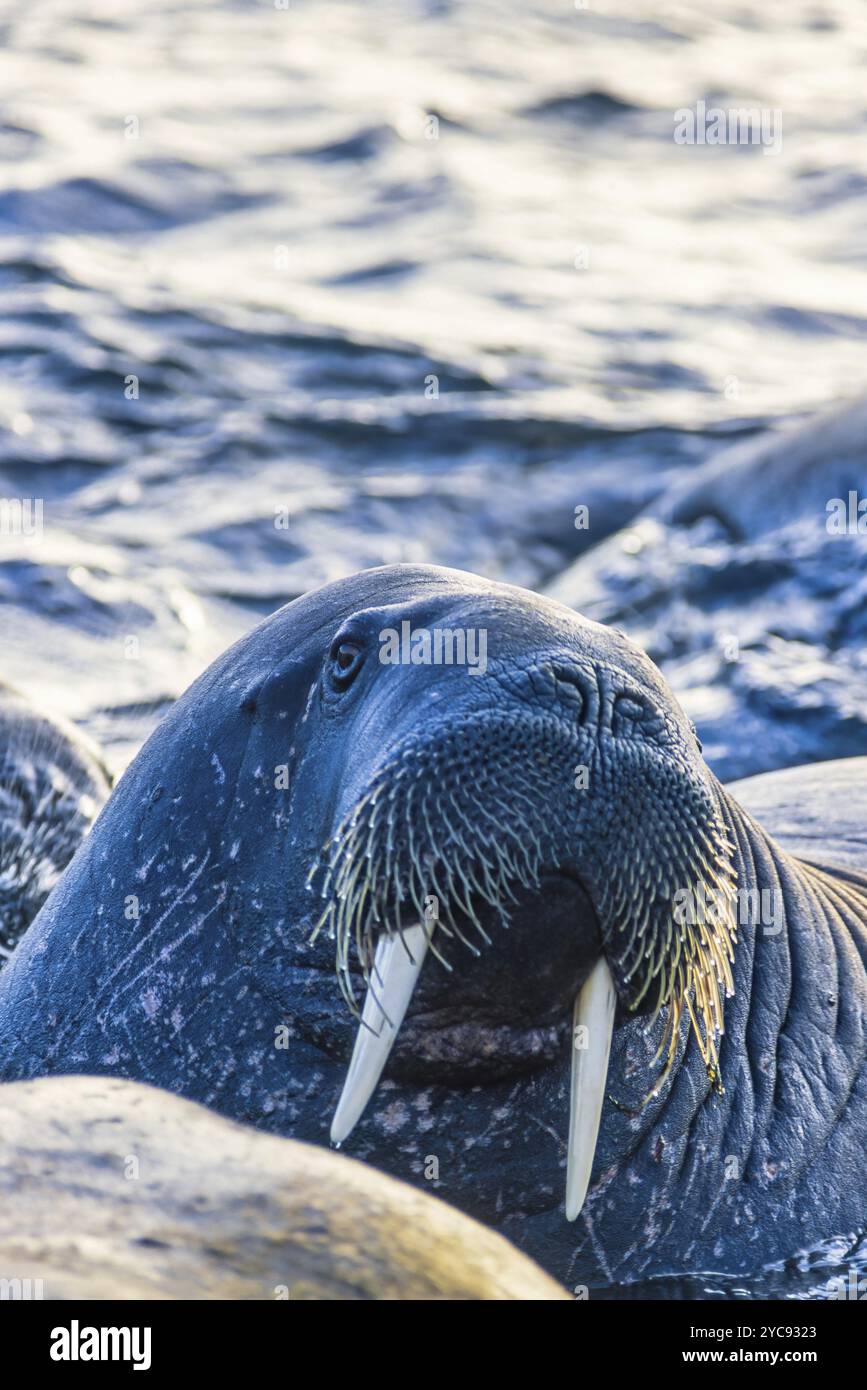 Tusks images hi-res stock photography and images - Alamy