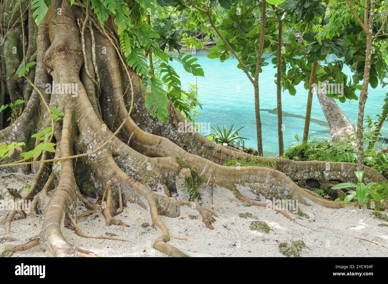 Giant roots at the Blue Lagoon, Efate Island, Vanuatu, Oceania Stock ...