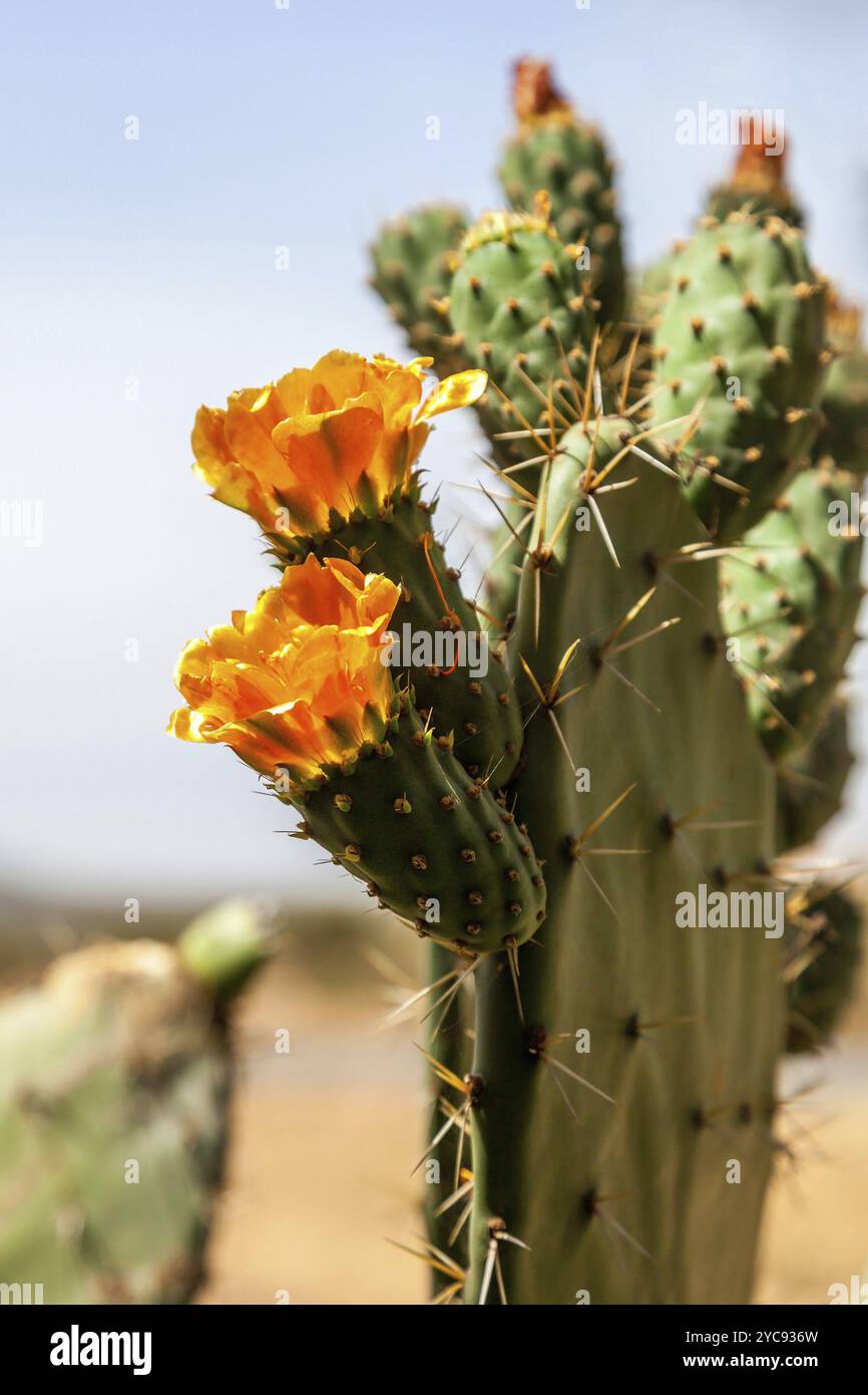Cactus blooming in eastern hi-res stock photography and images - Alamy