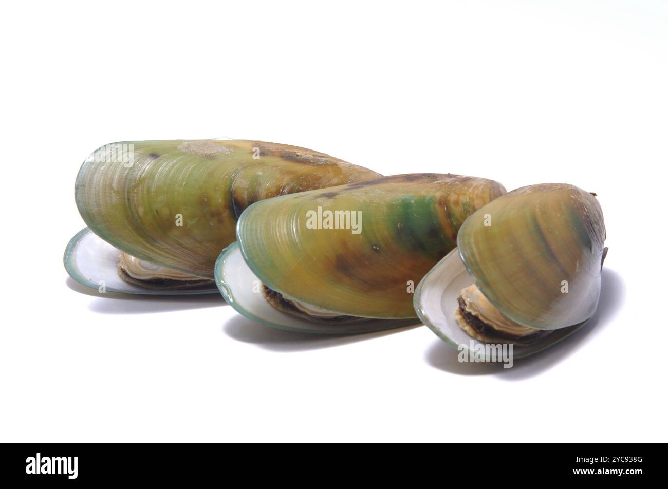 Green lipped mussels hi-res stock photography and images - Alamy