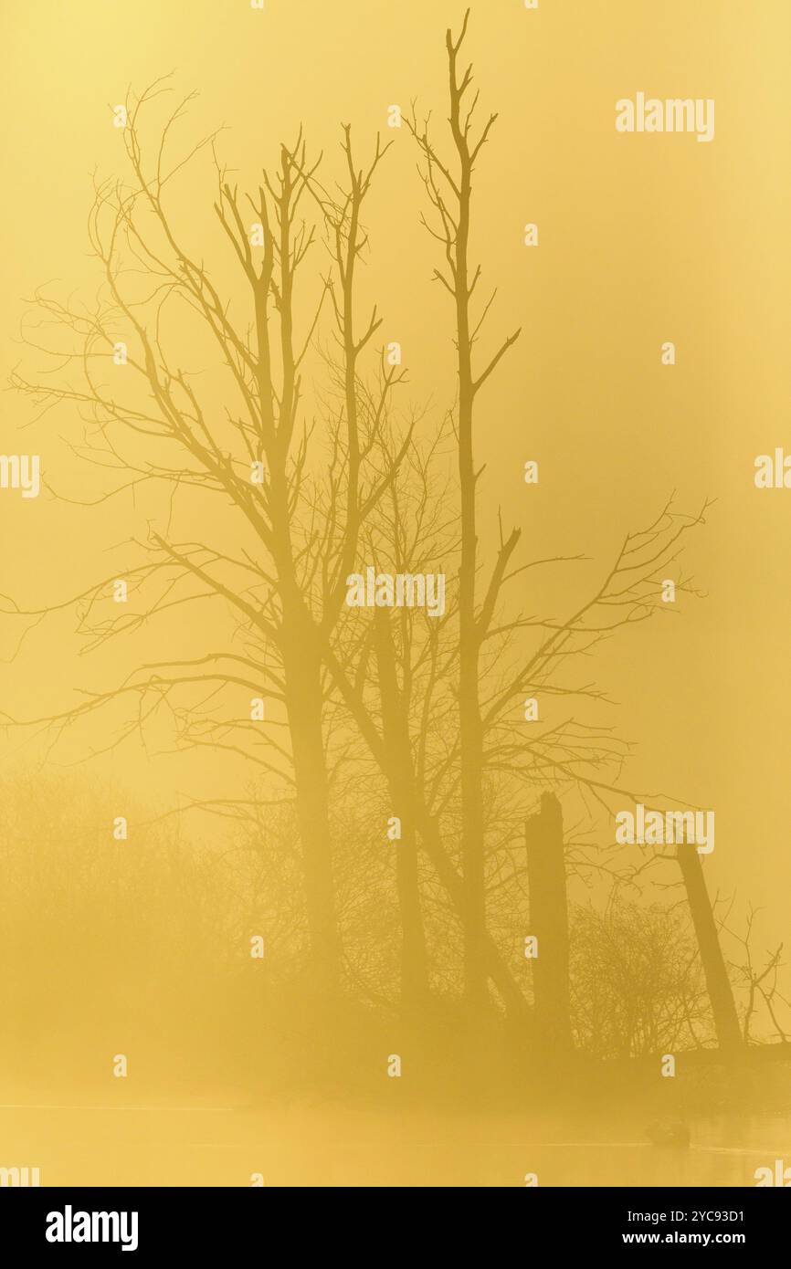 Light colored trunks hi-res stock photography and images - Alamy