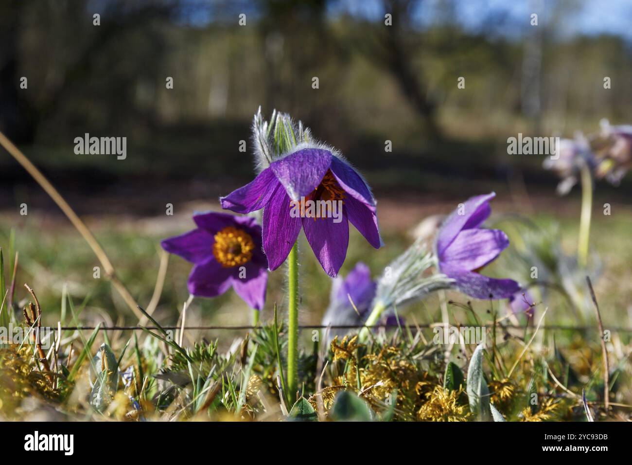 Pasque flowers in bloom on a meadow Stock Photo - Alamy
