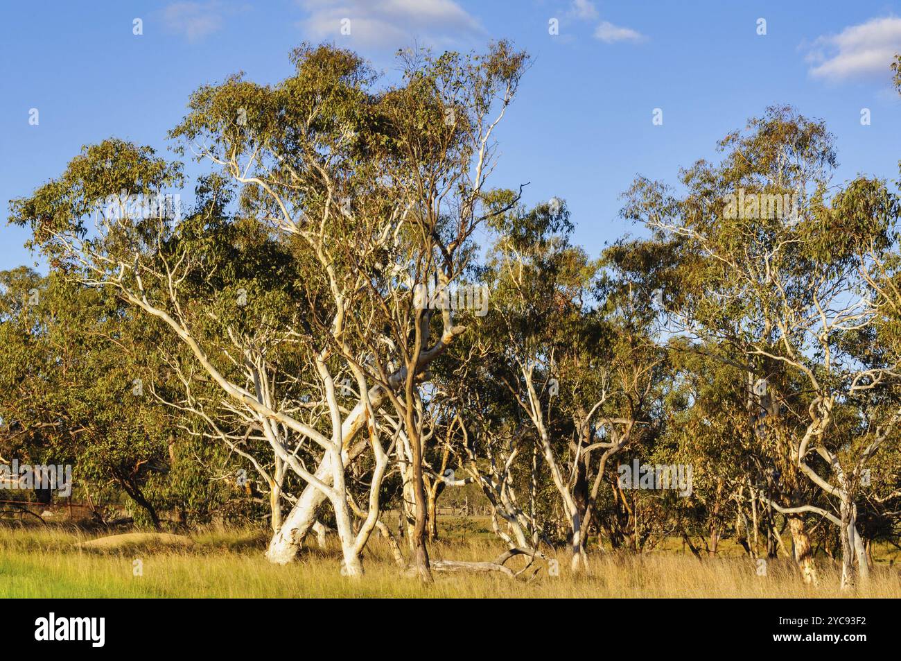 Young gum trees around the Moonbi Lookout off the New England highway ...