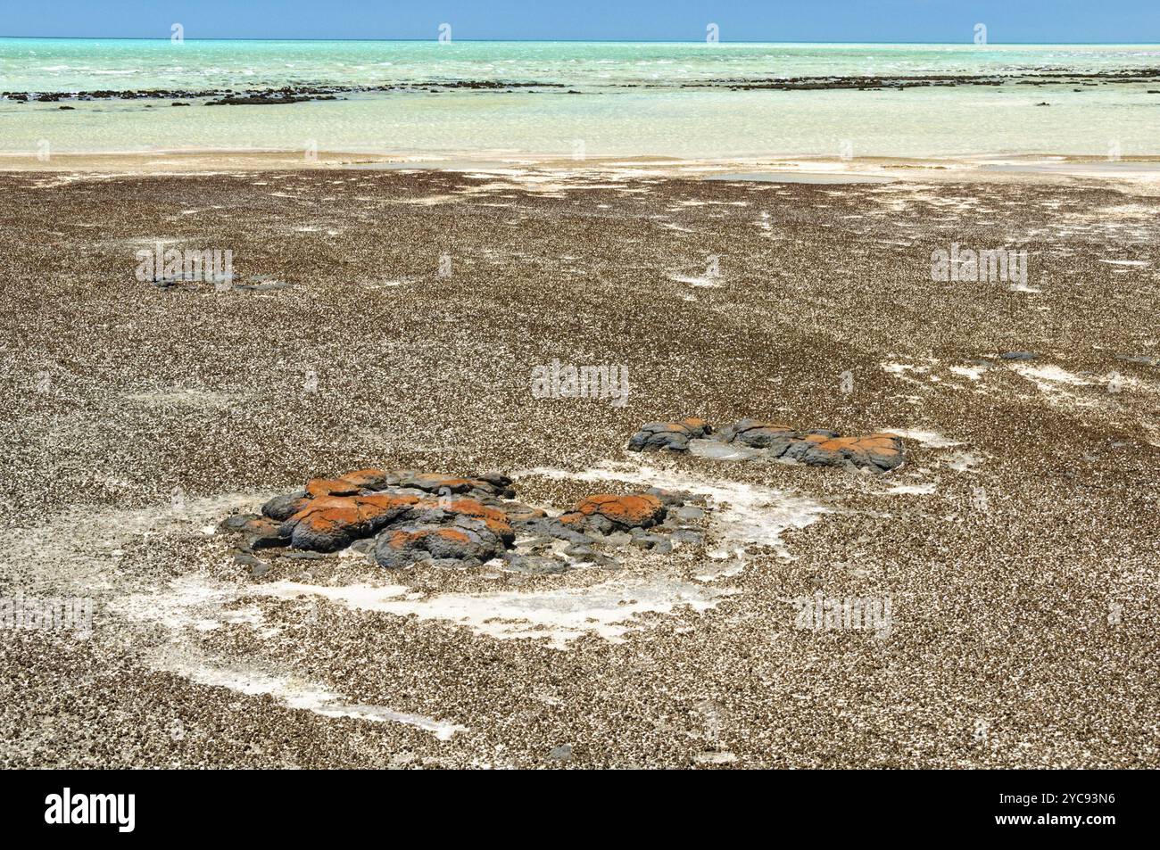 Stromatolites are rock-like structures formed by bacteria in shallow ...
