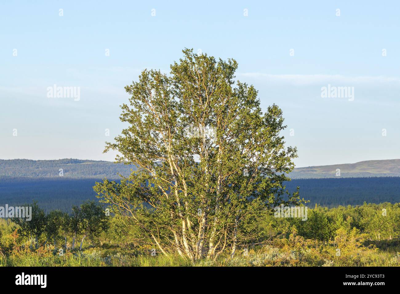 Aerial view over birch hi-res stock photography and images - Alamy