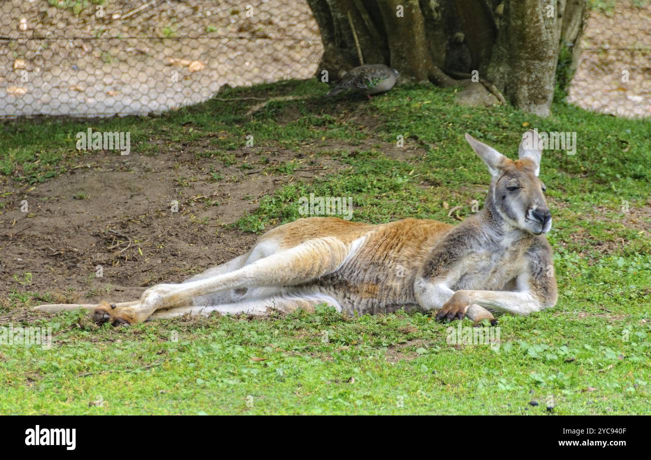 Australian australasia hi-res stock photography and images - Alamy
