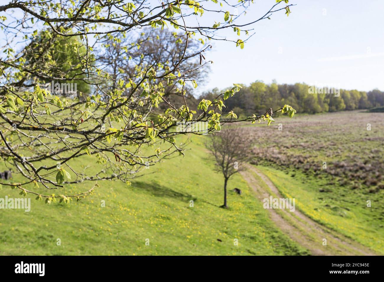 Branches road hi-res stock photography and images - Alamy
