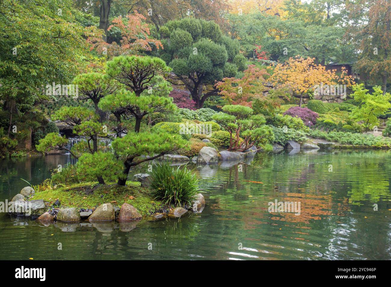 Pond in japanese garden of Kaiserslautern, Germany, KOI fish and amazing orange autumn nature ...