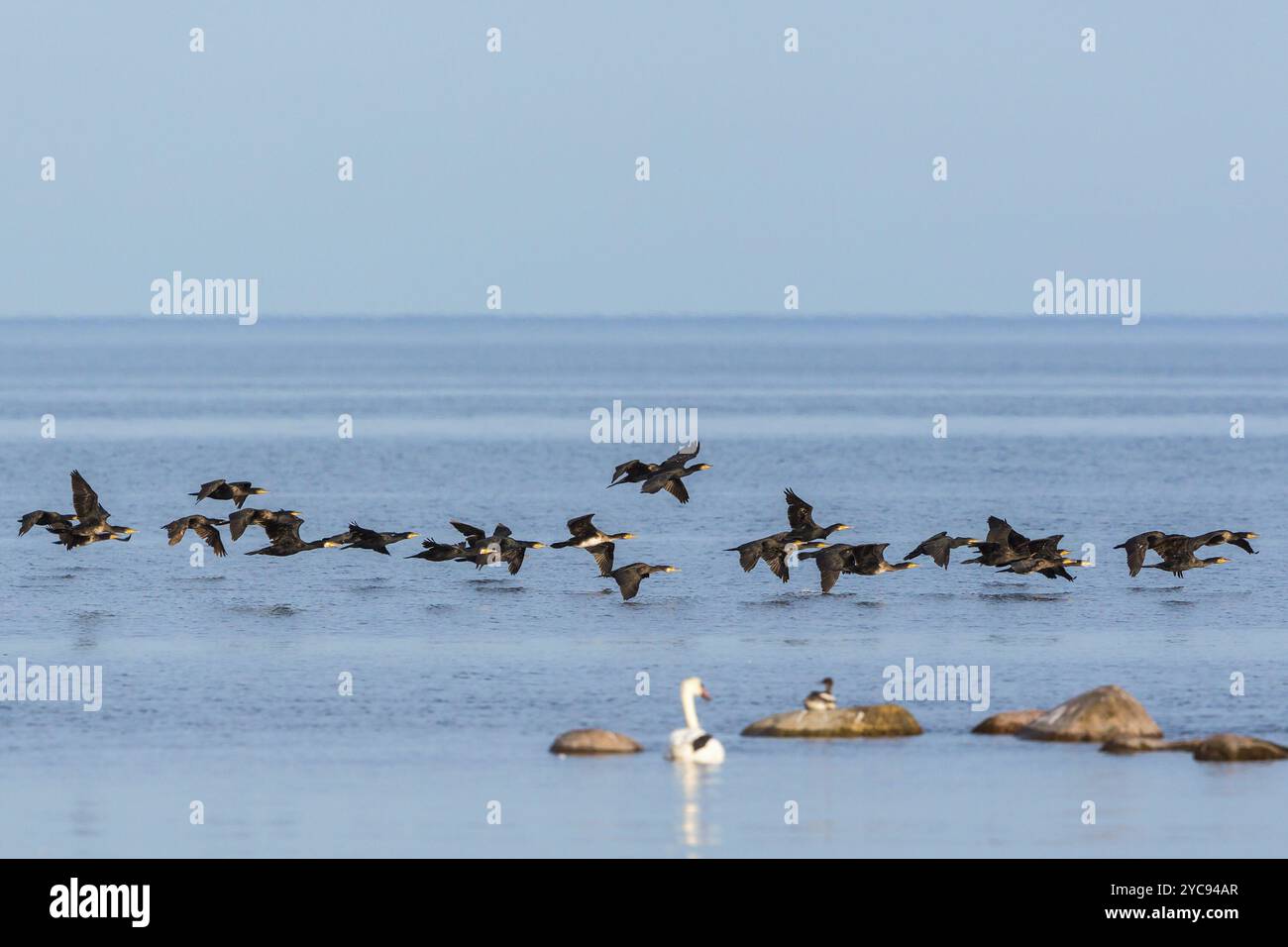 Bird migration with Great Cormorant at sea Stock Photo - Alamy