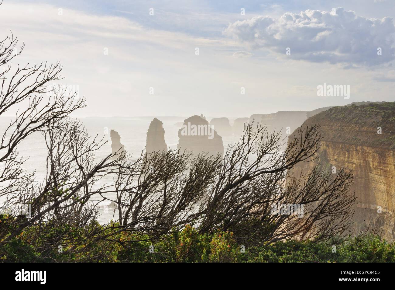 Some of the iconic limestone stacks of the Twelve Apostles behind dry ...