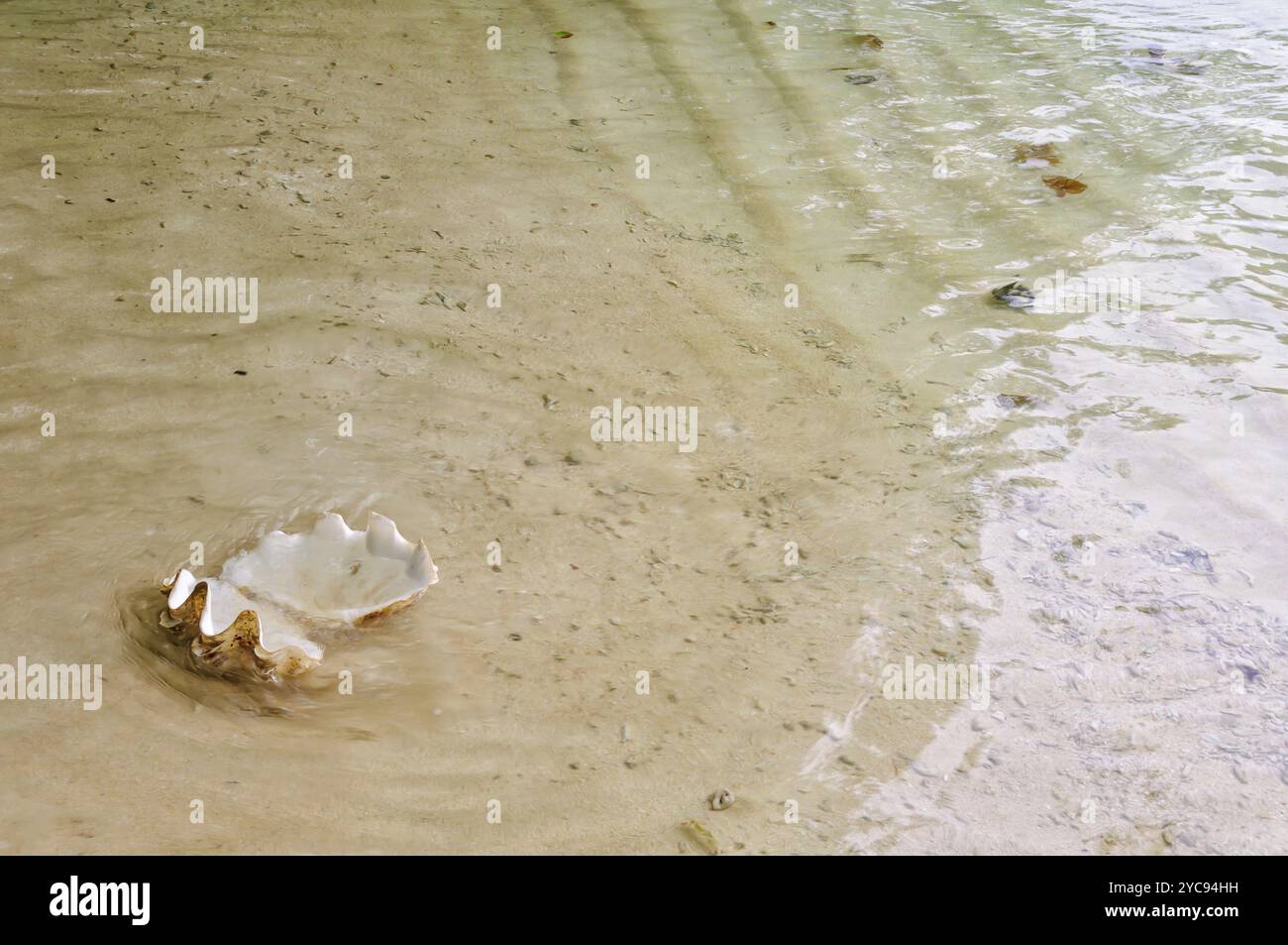 An empty open sea shell washed ashore, Espiritu Santo, Vanuatu, Oceania ...