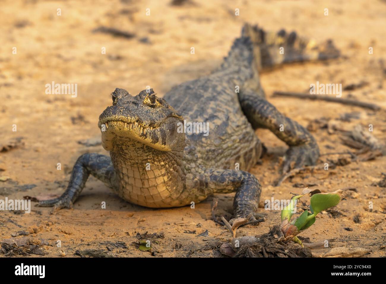 Caiman (Caimaninae), Crocodile (Alligatoridae), crocodile (Crocodylia ...