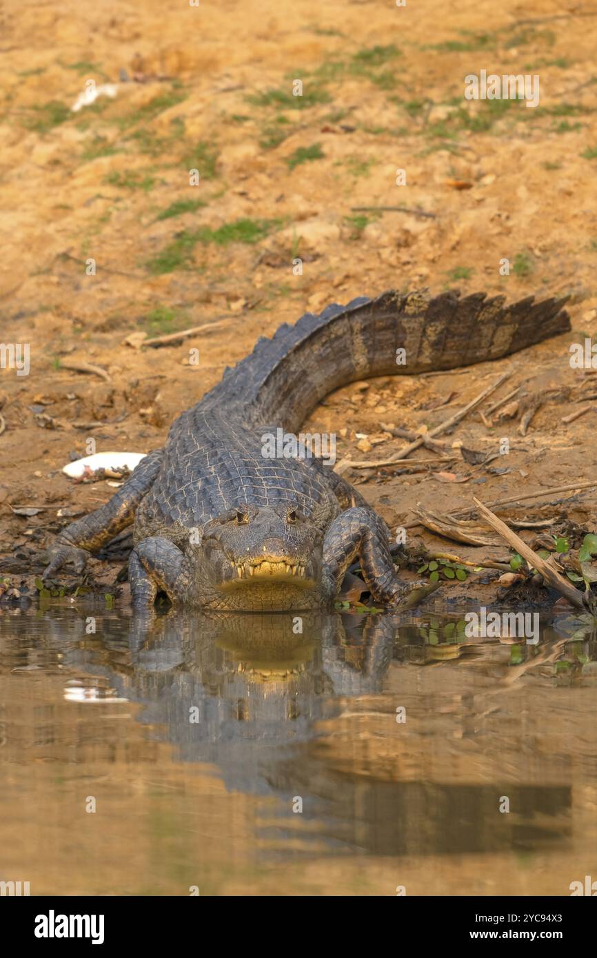 Caiman (Caimaninae), Crocodile (Alligatoridae), crocodile (Crocodylia ...