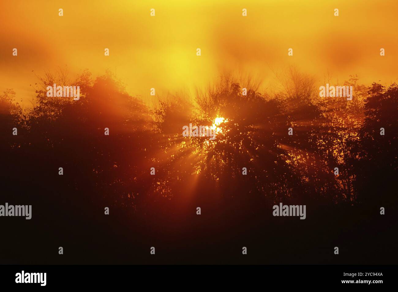 Suns rays break through trees hi-res stock photography and images - Alamy