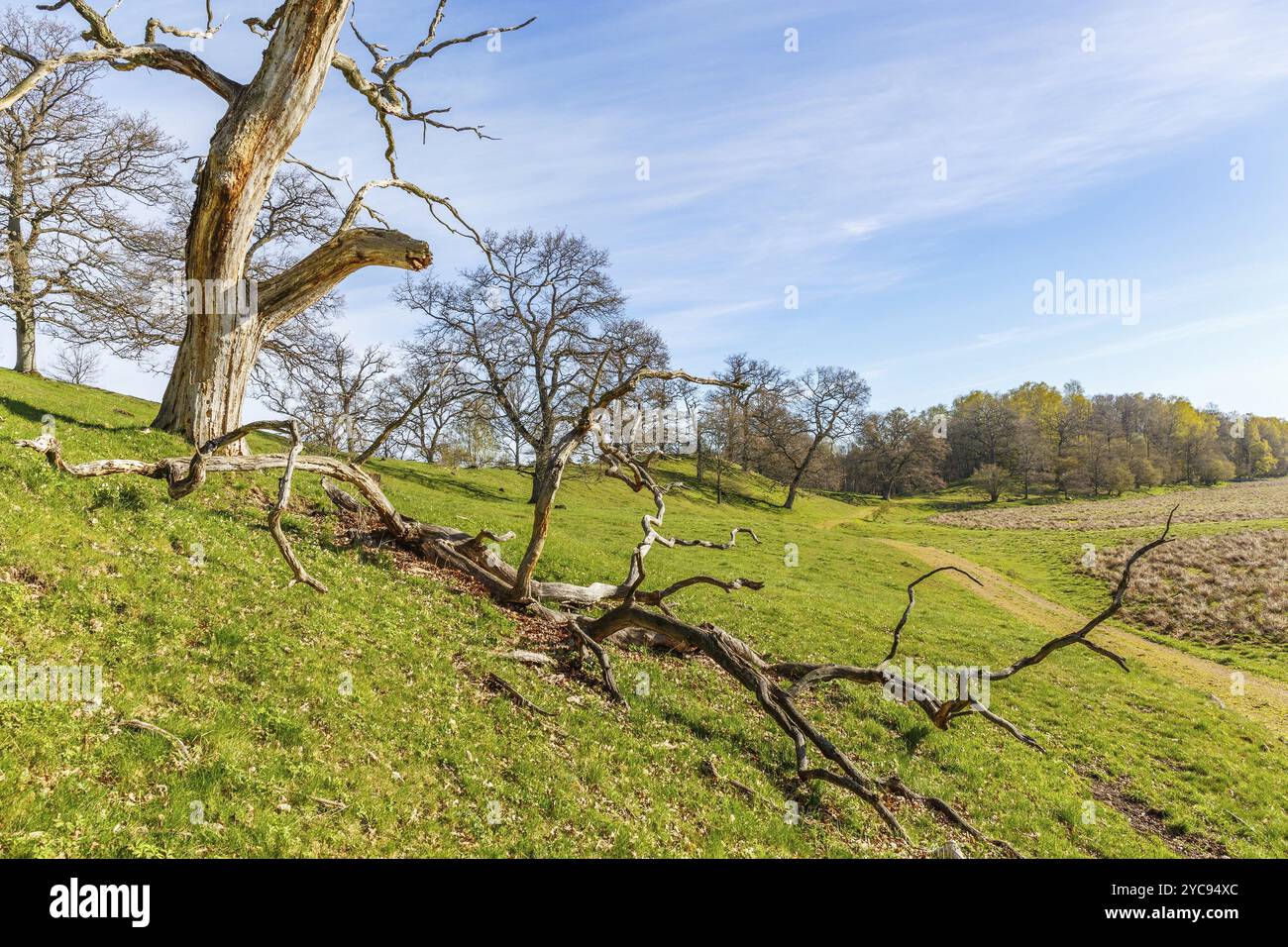 Old snag hi-res stock photography and images - Alamy