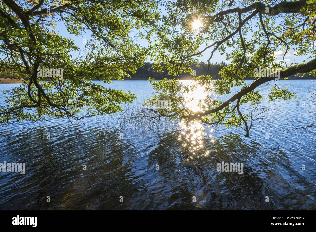 Tree branches hang over the water with sunshine Stock Photo - Alamy