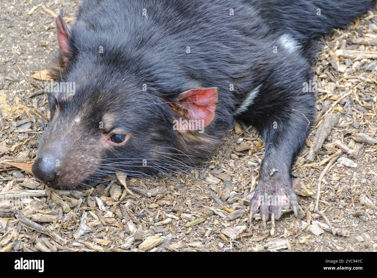 Marsupial mammals hi-res stock photography and images - Alamy