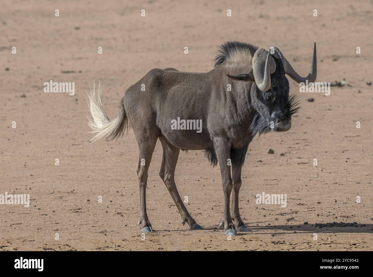 African antelope from the wildebeest genus, Namibia, Africa Stock Photo ...