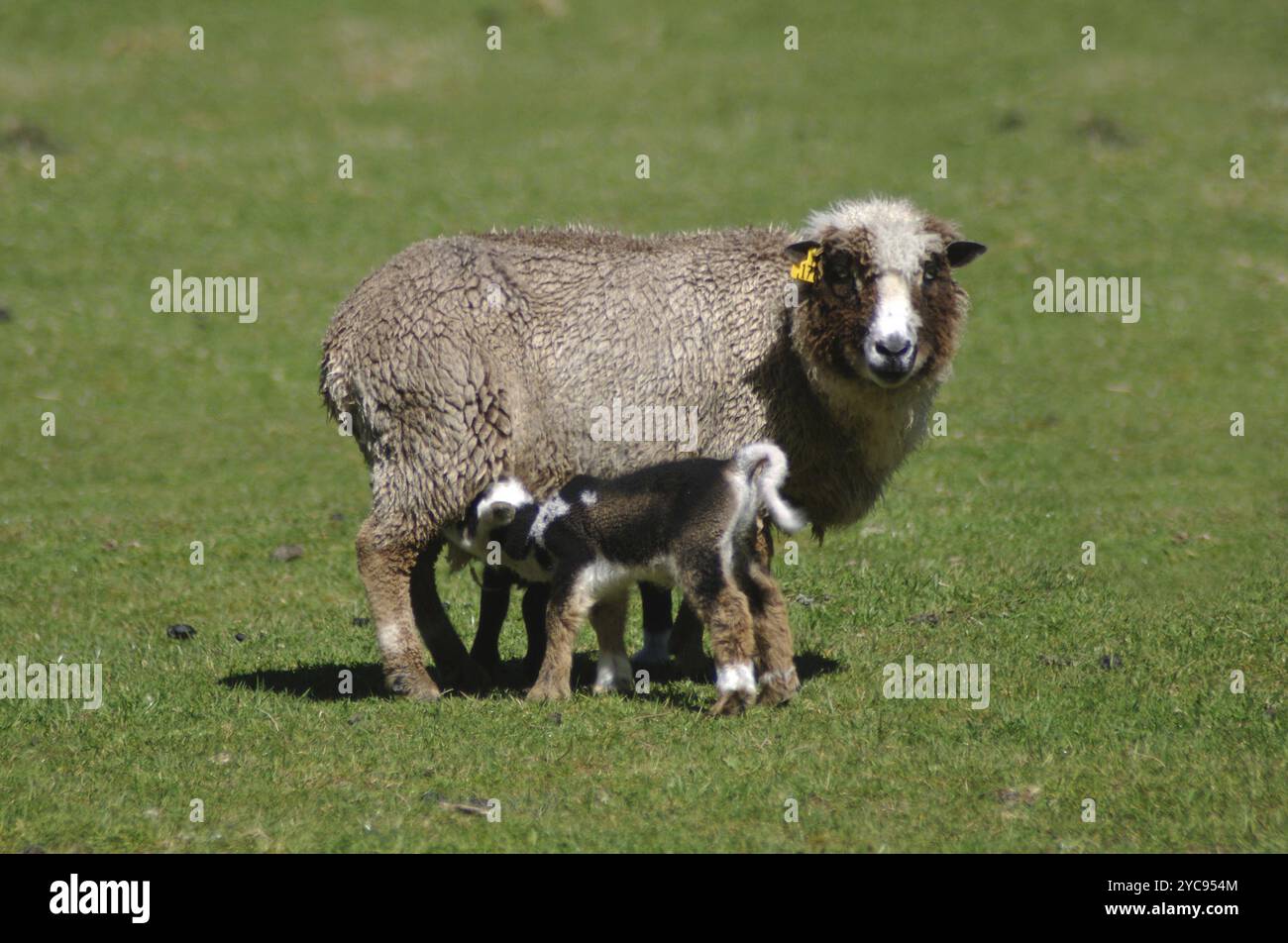 Arapawa lamb drinking from mother, West Coast, New Zealand, Oceania ...