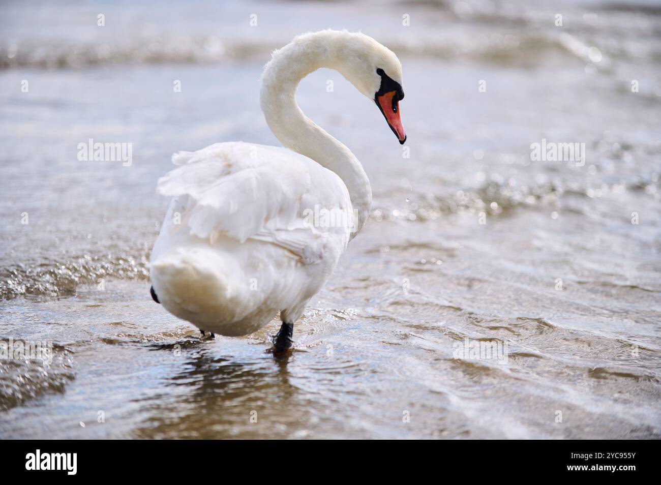 A swan stands gracefully at the water s edge, its neck extended towards ...