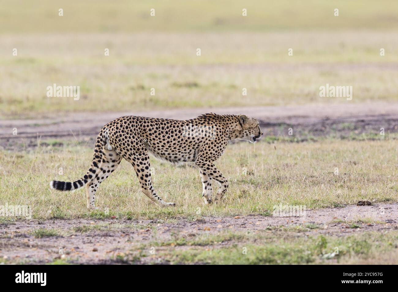 Cheetah walking on the savanna Stock Photo - Alamy