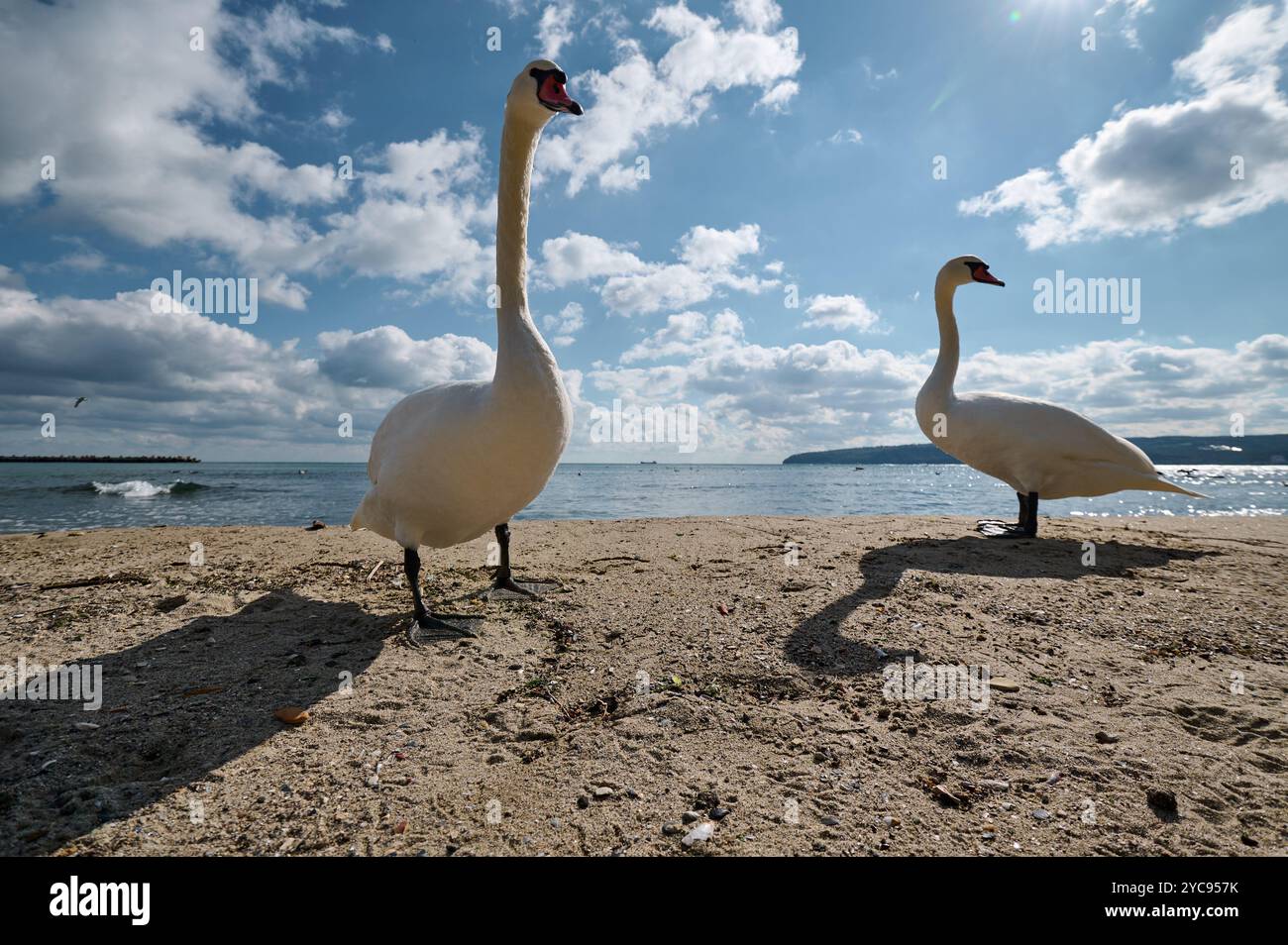 Elegant swans standing on a sandy beach near the water. These graceful ...