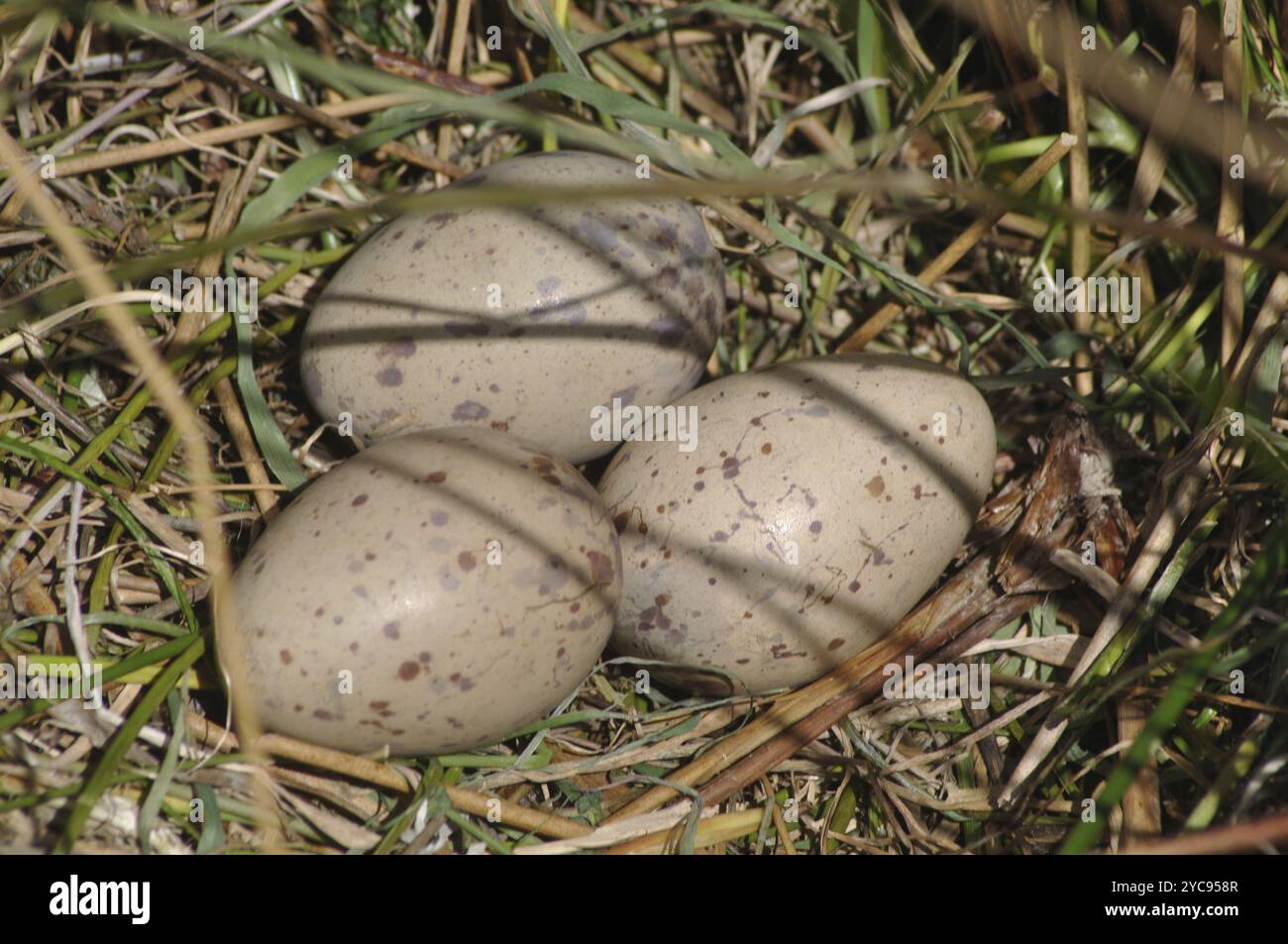 Pukeko egg hi-res stock photography and images - Alamy