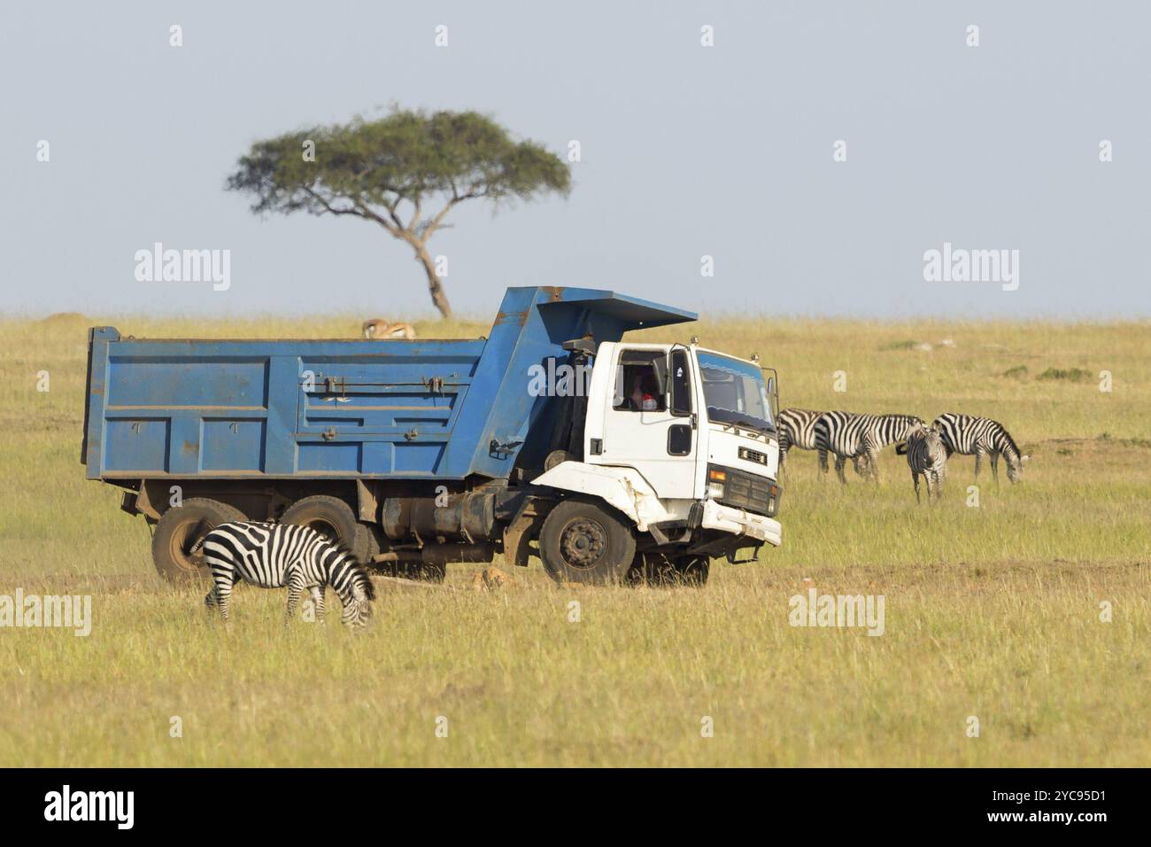 Wild ungulate animals hi-res stock photography and images - Alamy