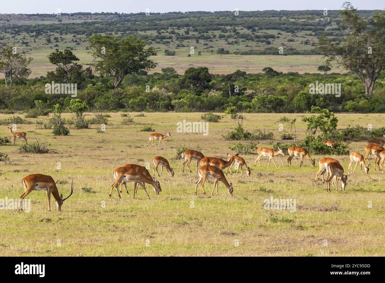 Impala herd feeding hi-res stock photography and images - Alamy