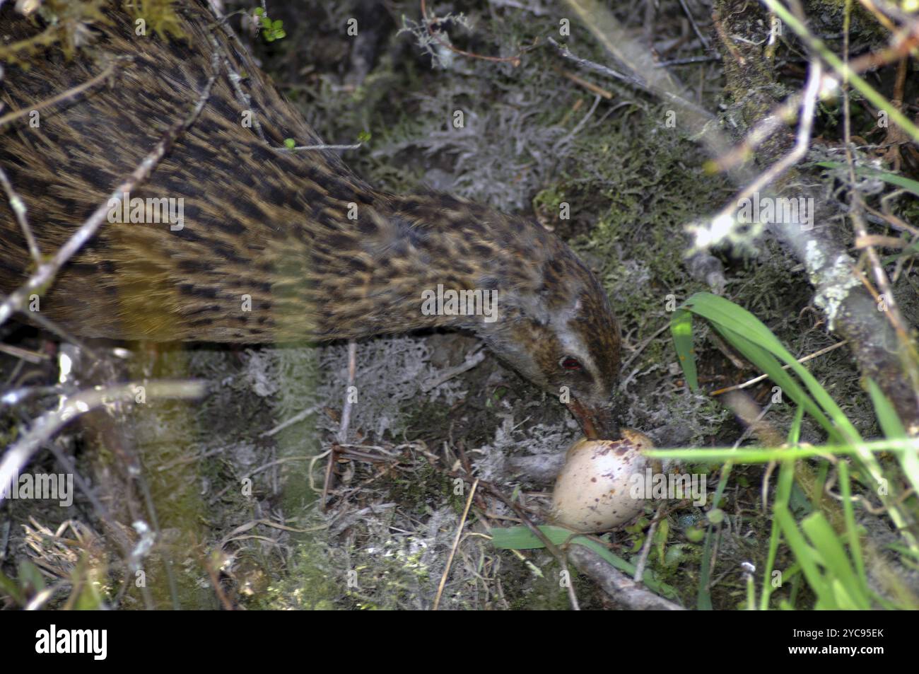 Pukeko nest hi-res stock photography and images - Alamy