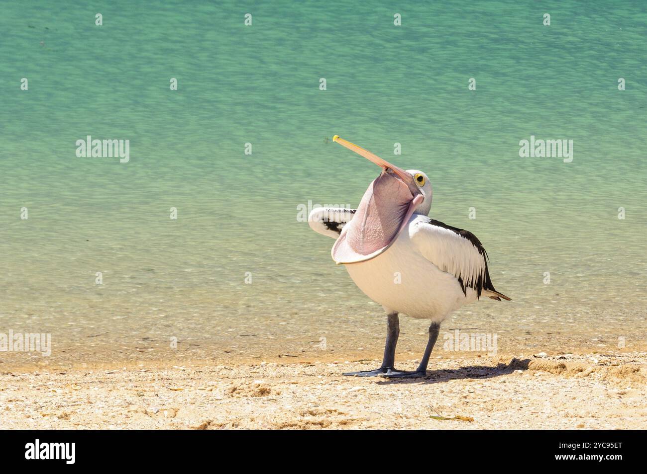 Australian pelican apparently turning his beak inside out, Monkey Mia ...