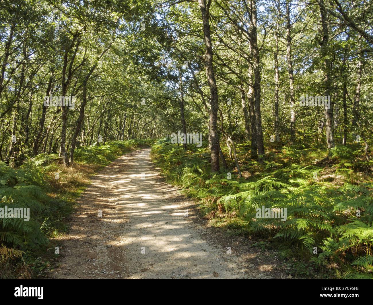 Camino track in the shade of oak woods, Fuente de Mojapan, Castile and ...