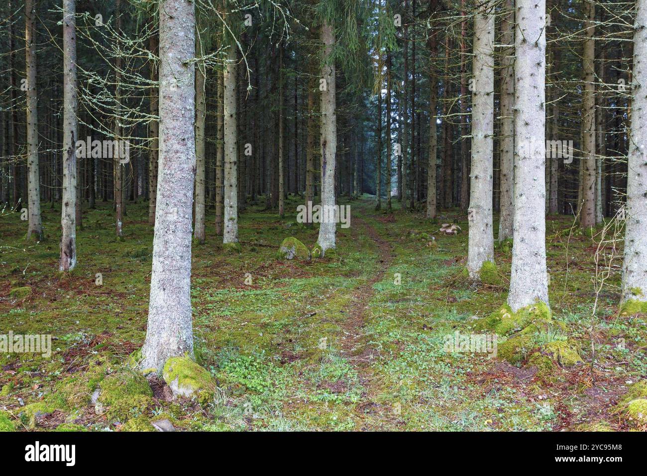 Moss covered spruce trees hi-res stock photography and images - Alamy