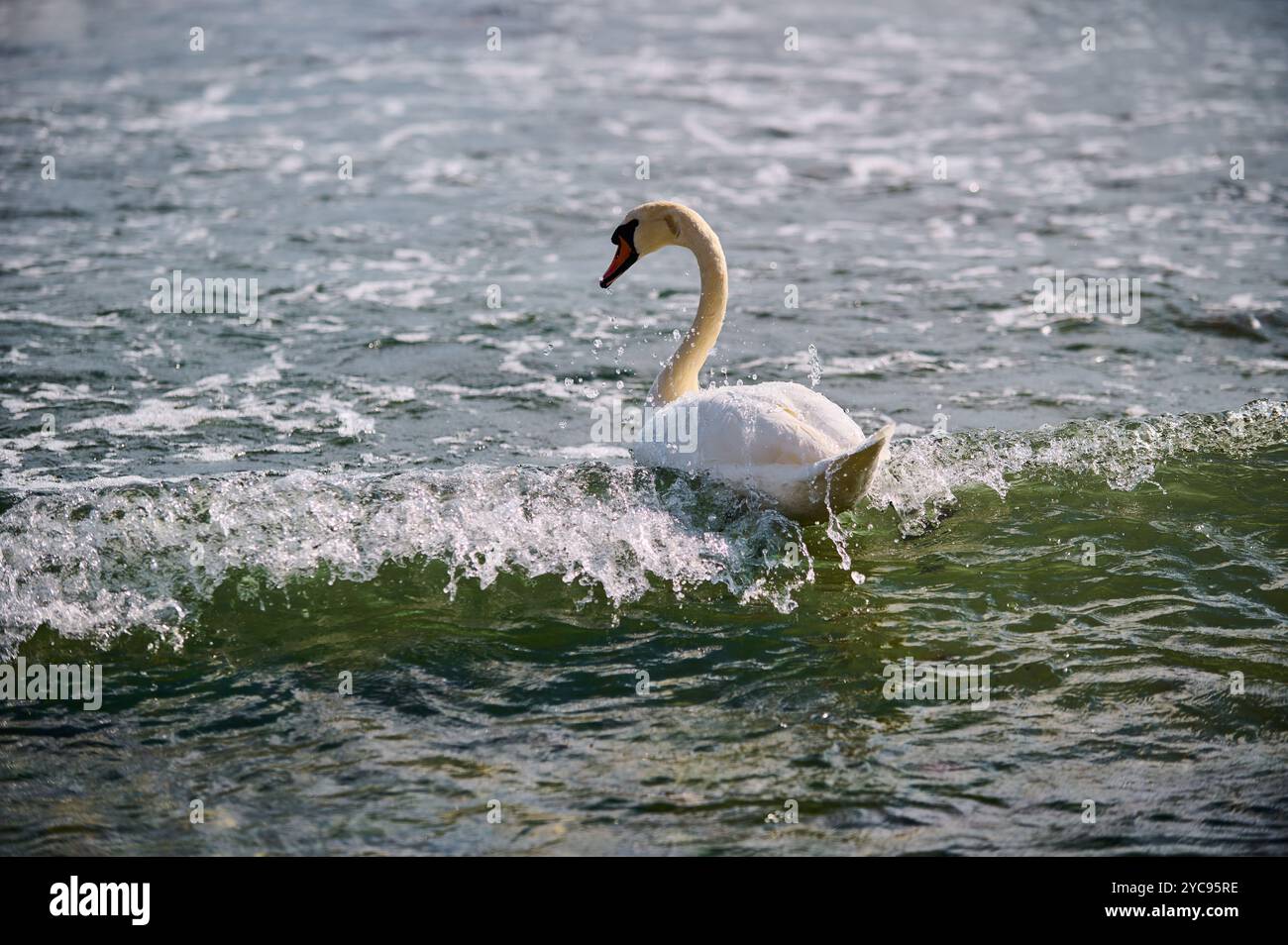 A swan floats gracefully in shallow water, its long neck arched as it ...