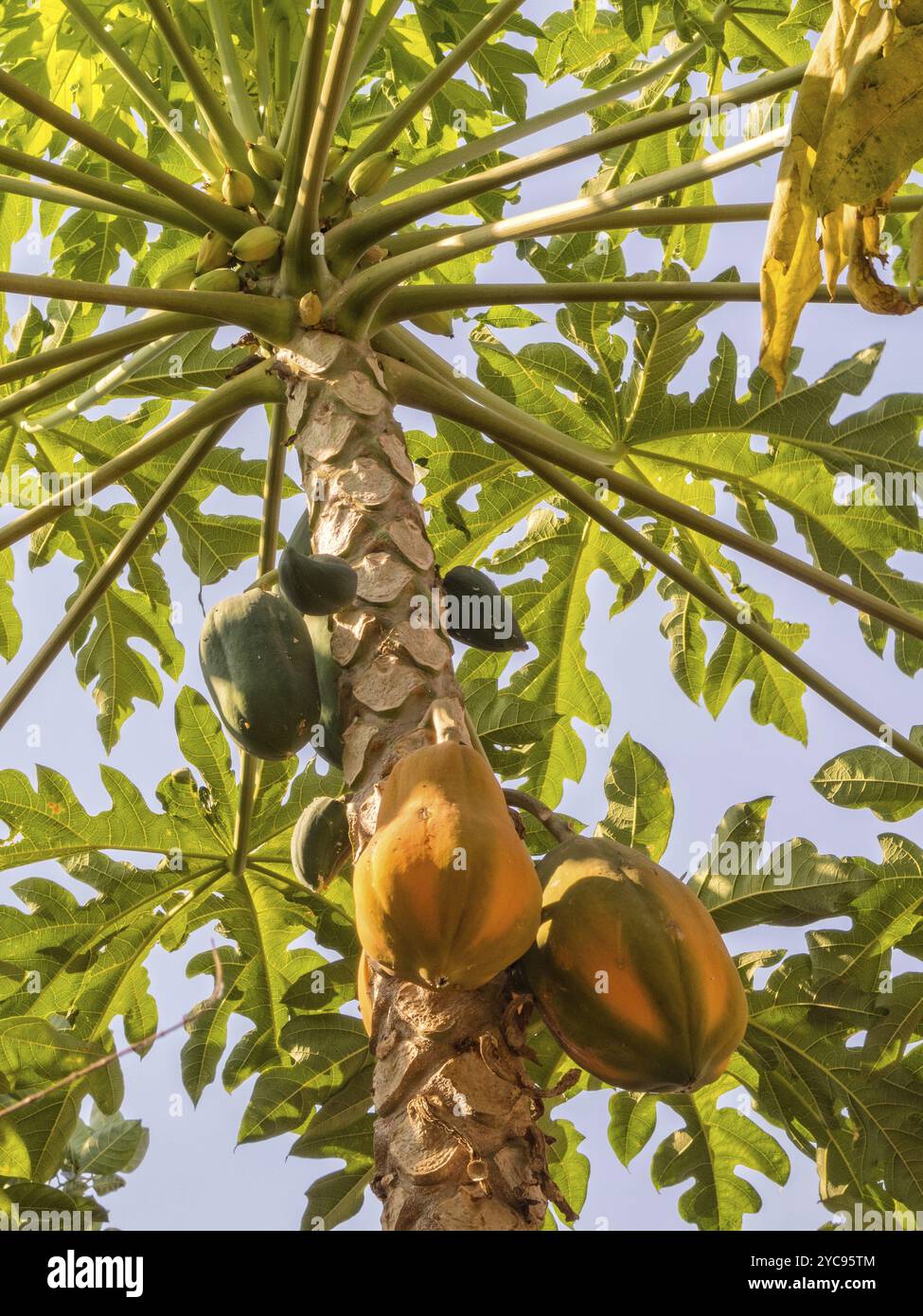 A papaya tree has a tall trunk with a crown of leaves at the top of it ...