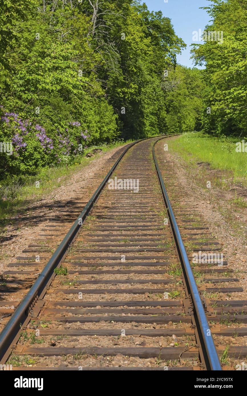 Railway rail in a deciduous forest Stock Photo - Alamy