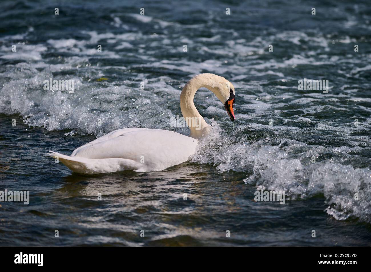 A swan floats gracefully in shallow water, its long neck arched as it ...