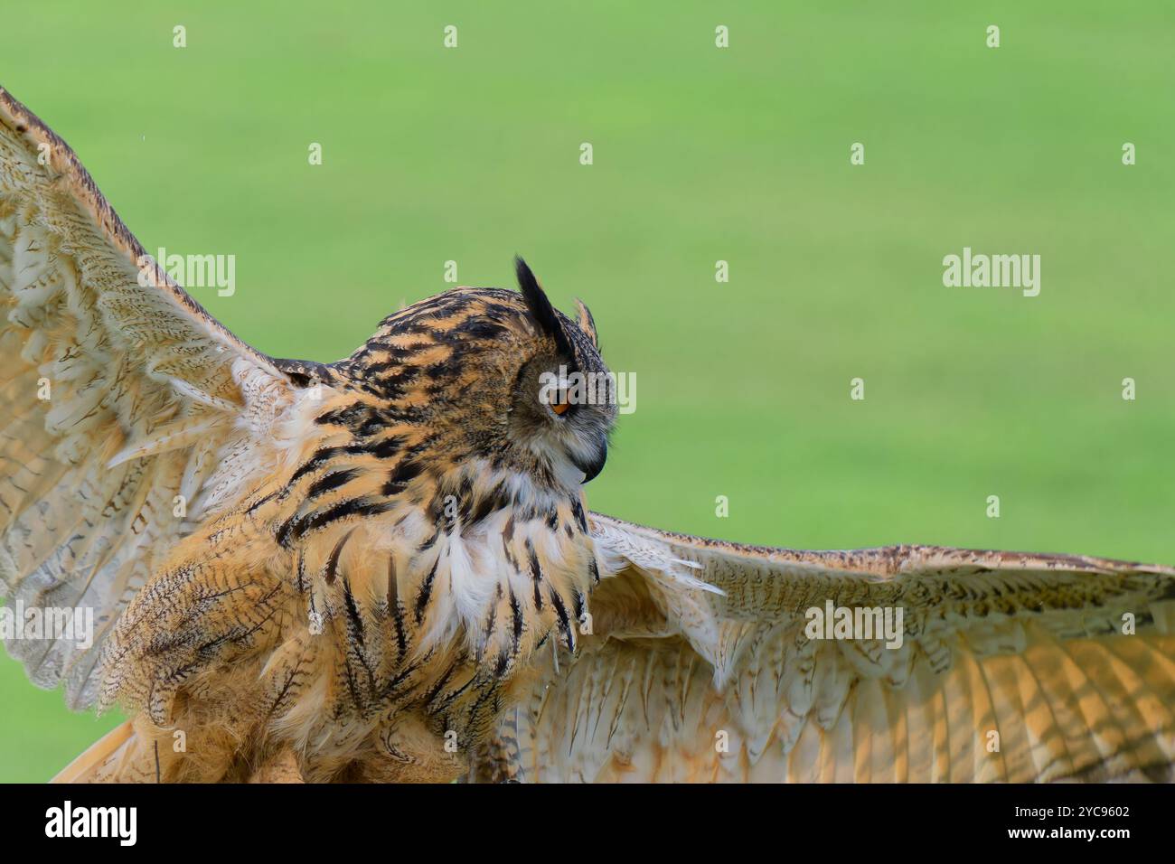 Owl bubo bubo eagle owl hi-res stock photography and images - Alamy