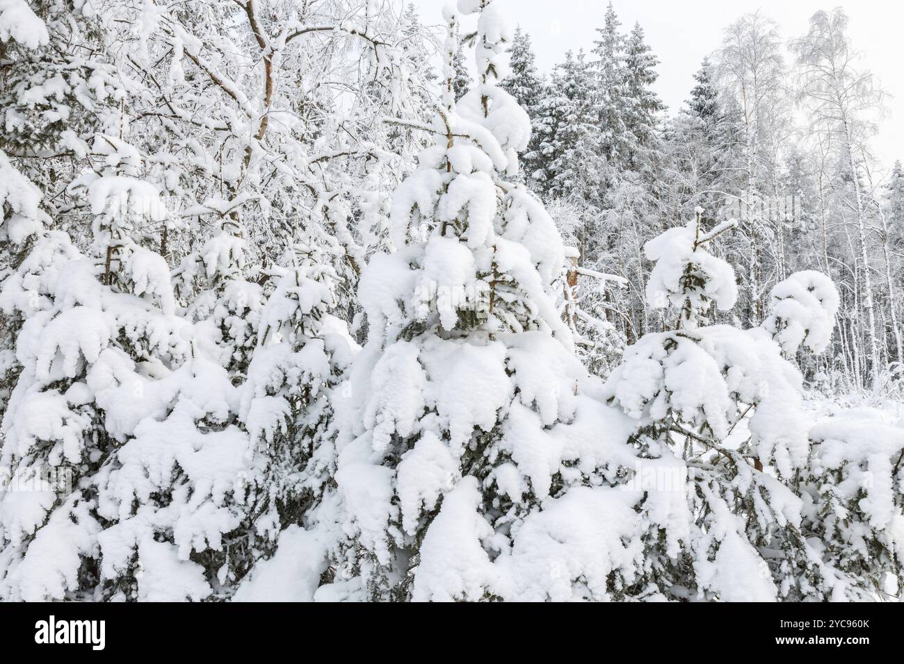 Snowy spruce trees in a woodland Stock Photo - Alamy