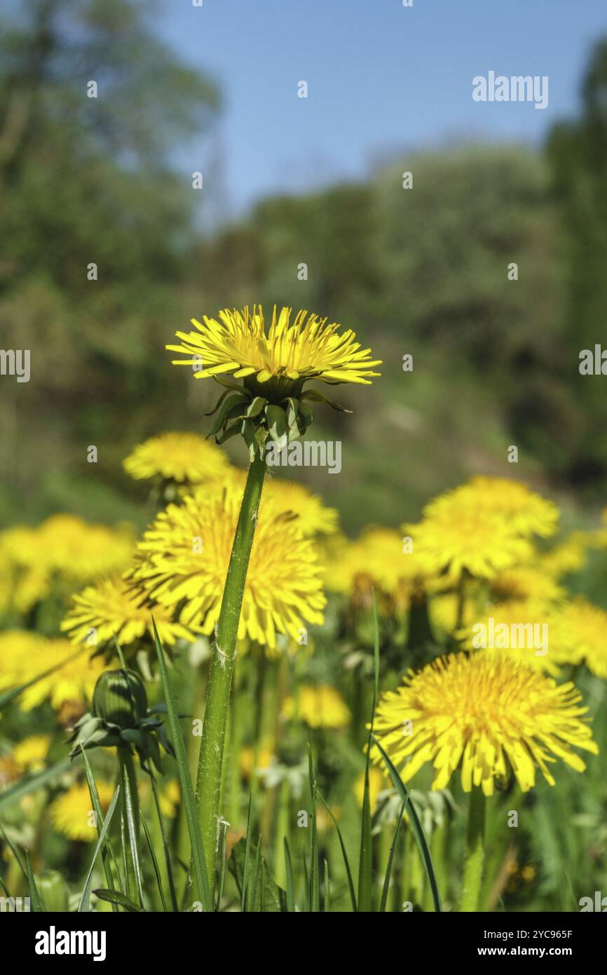 Wildflowers dandelions in grass on hi-res stock photography and images ...