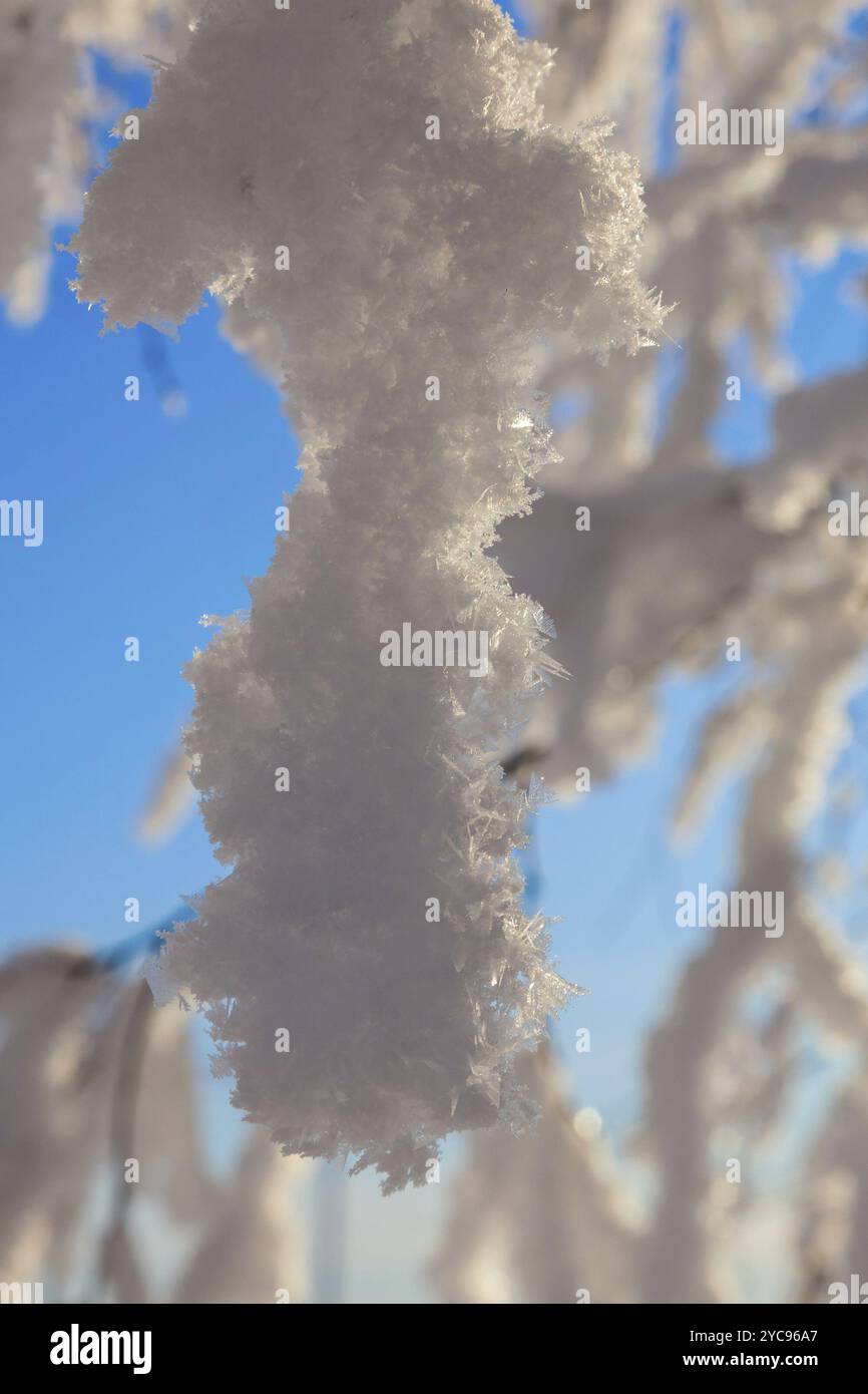 Tree branch in winter with snow Stock Photo - Alamy
