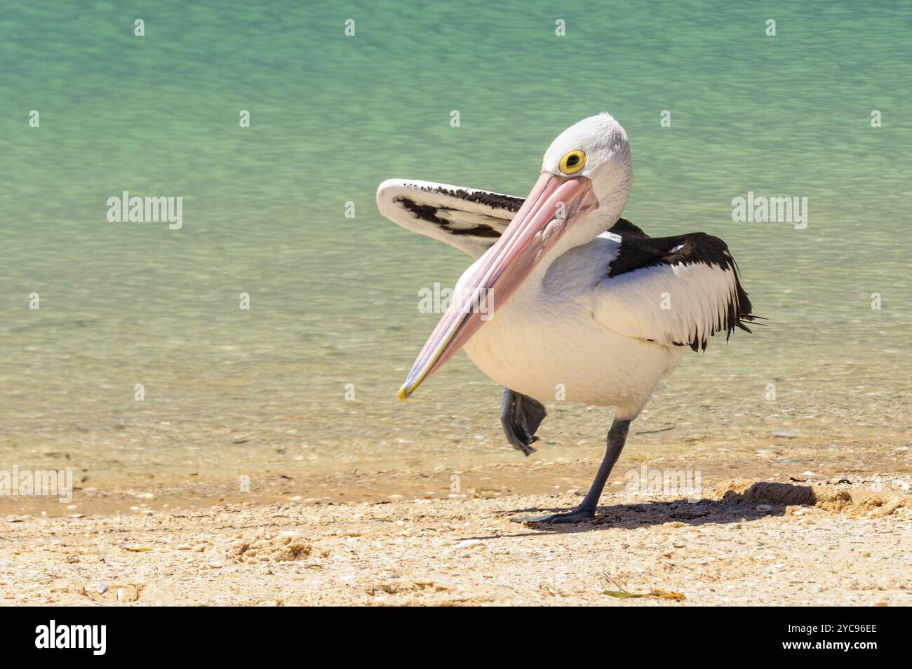 Australian pelican standing on one leg, Monkey Mia, WA, Australia ...