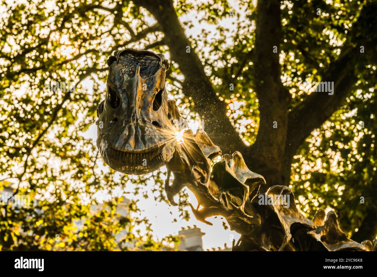 Autumn sun shining through the bronze Diplodocus ("Fern") in the ...